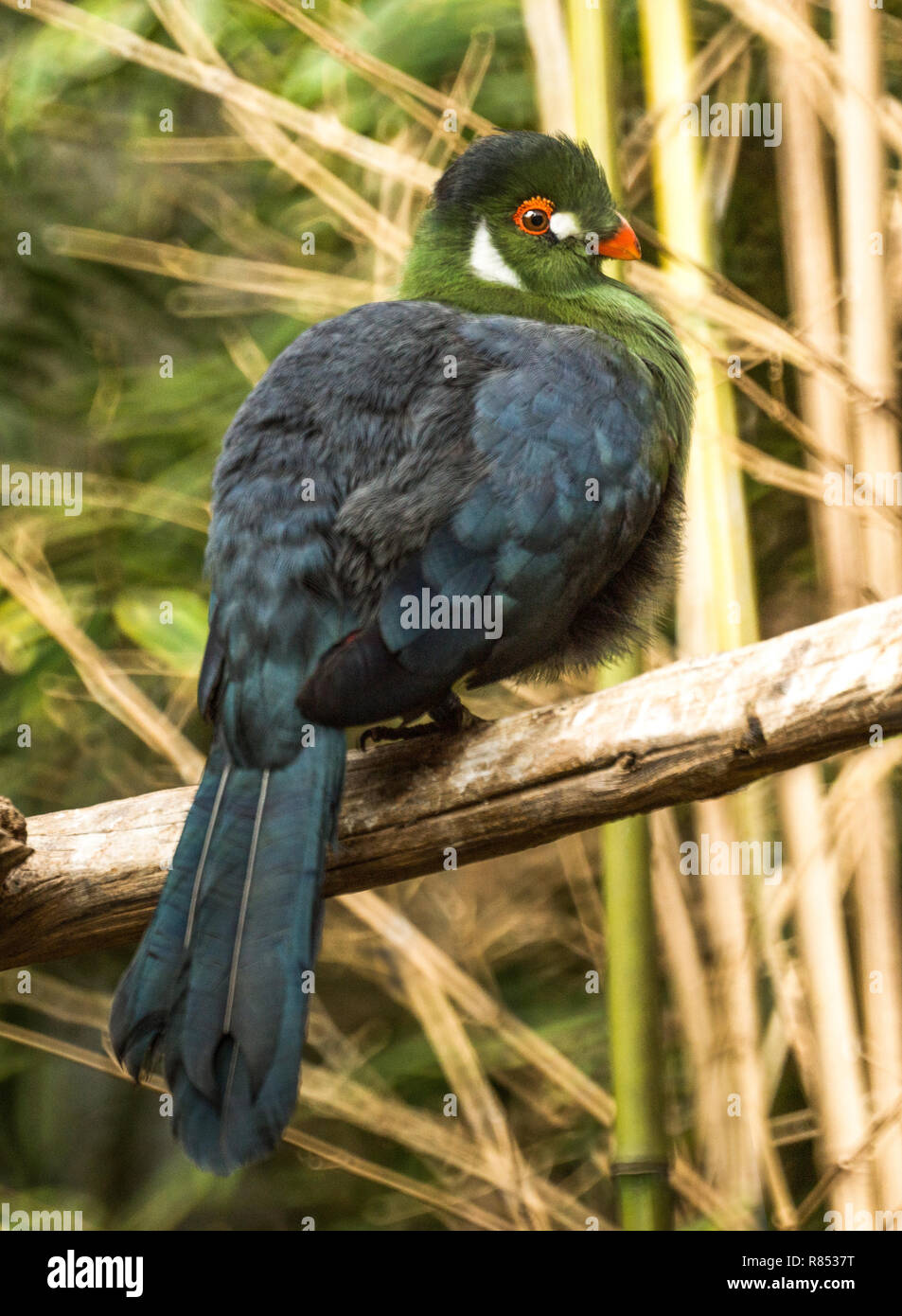 White-cheeked Tauraco (Tauraco leucotis) is an African species mainly ...