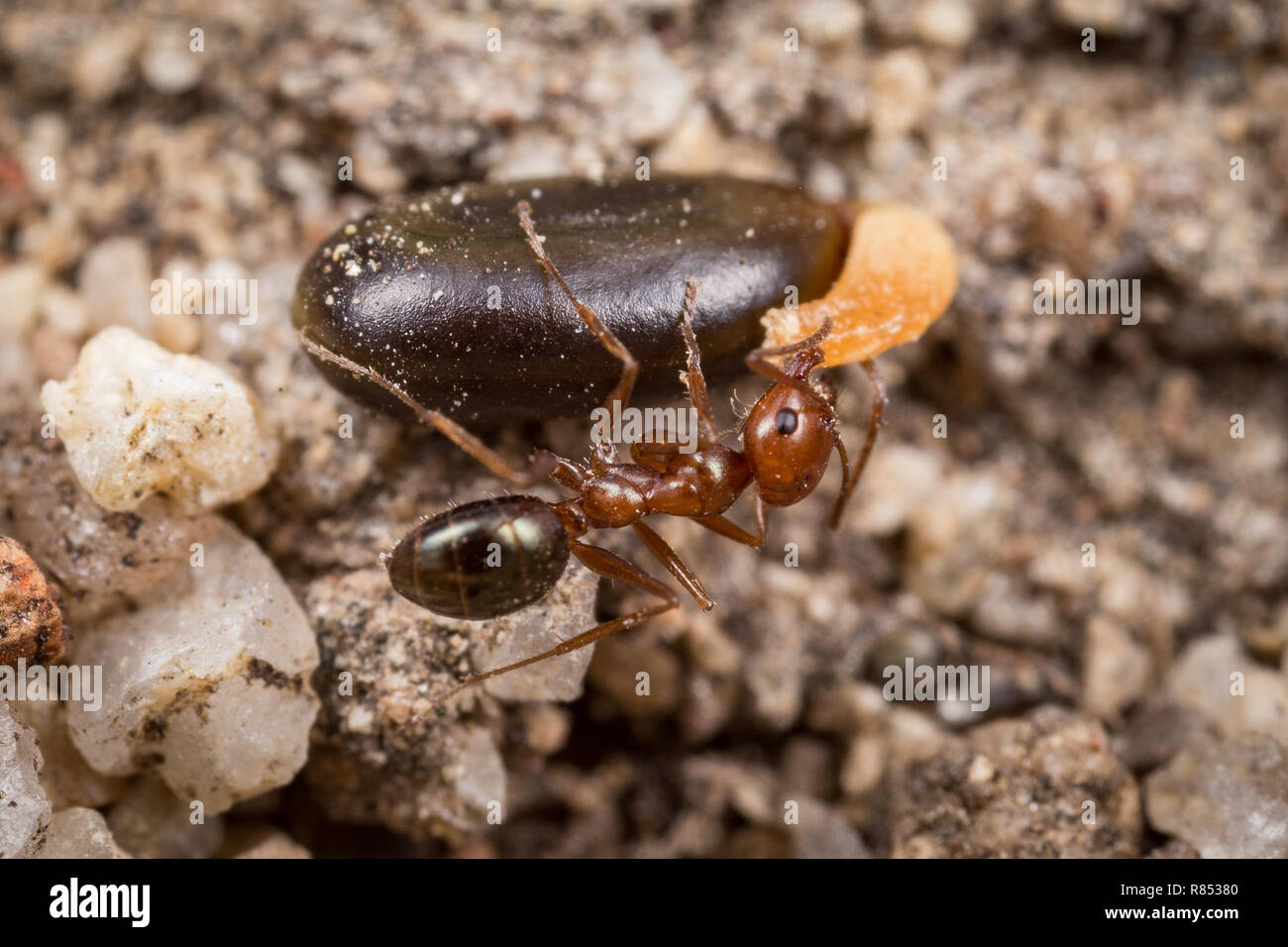 Melophorus ant collecting seeds Stock Photo - Alamy