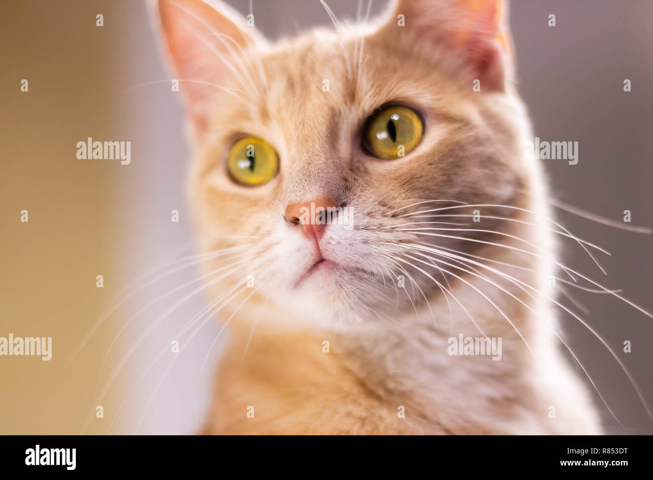 Face cat with orange cream fur. Facial expression of the cat with ...