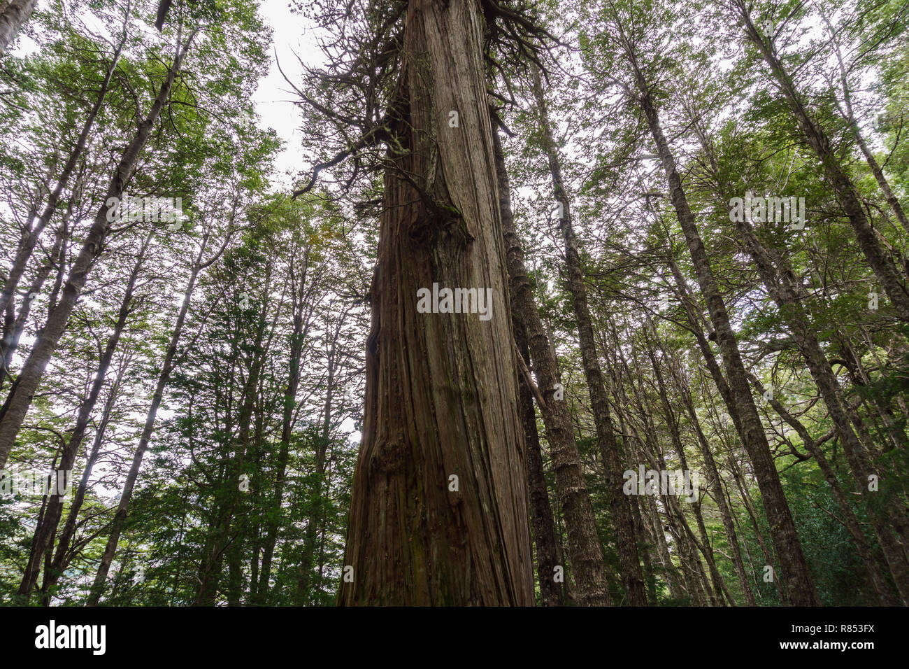 View of a tall Alerce, Fitzroya in Andes woods, Nahuel Huapi National ...