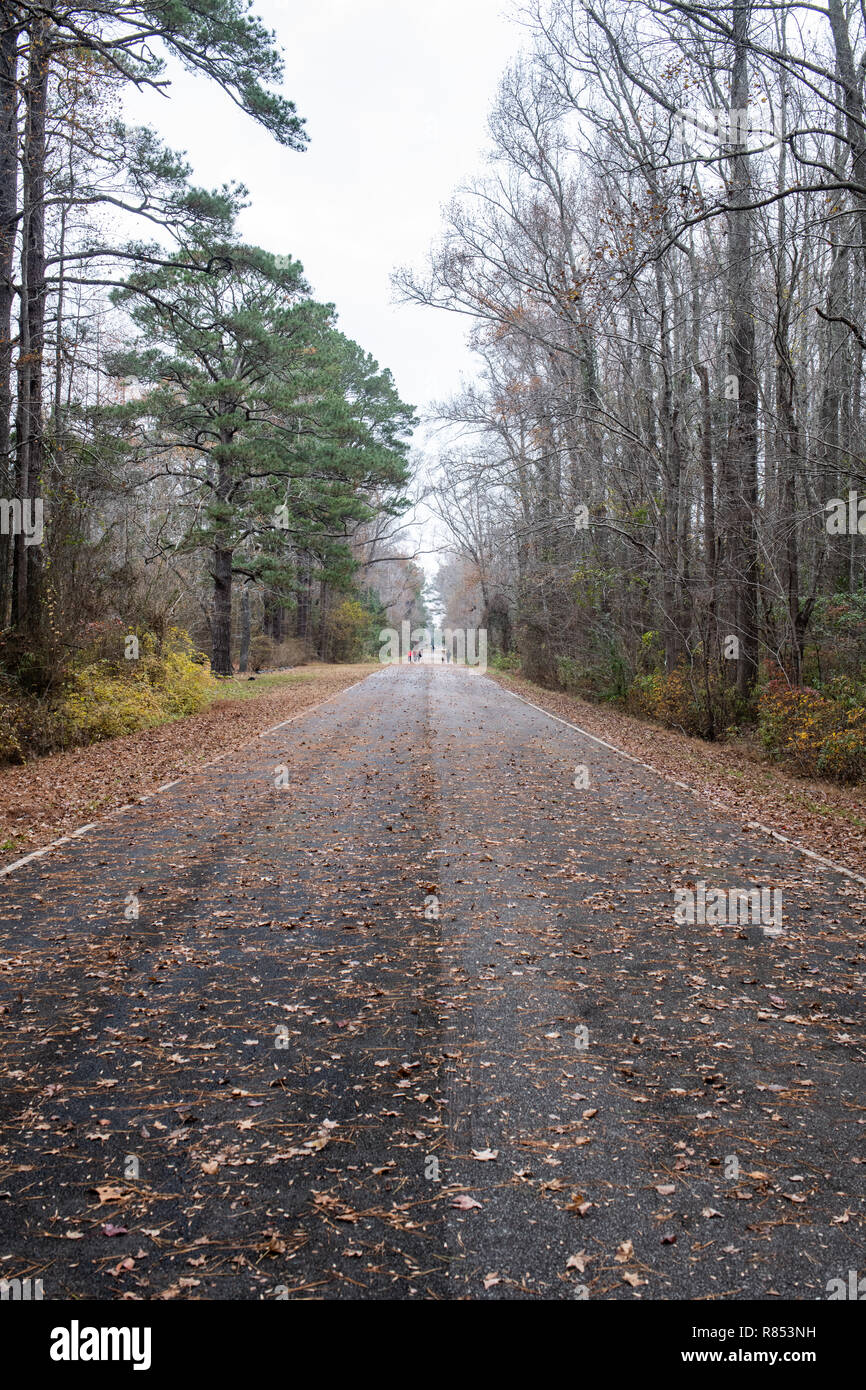 A leaf covered path trails off in the distance through trees in a ...