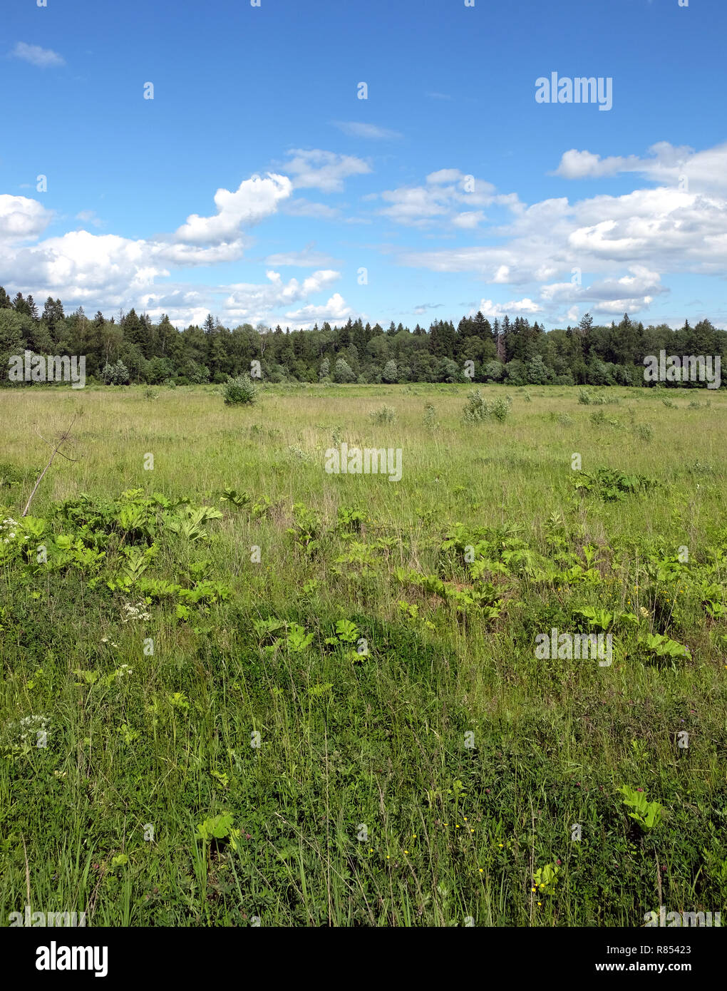 Nature landscape with green field and forest far away in sunny summer ...
