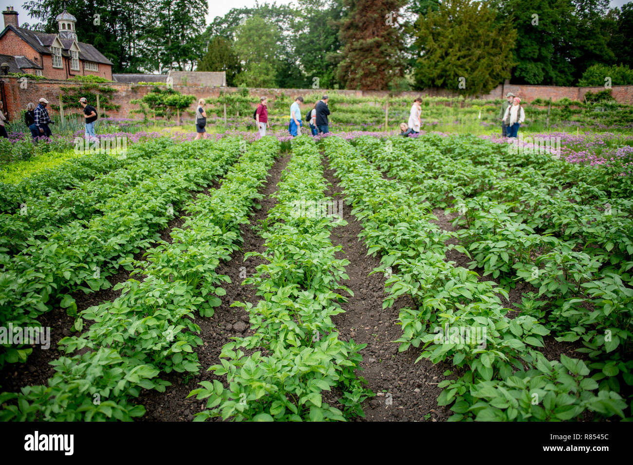 Rows of plants growing in the gardens of Kiplin Hall, Richmond ...