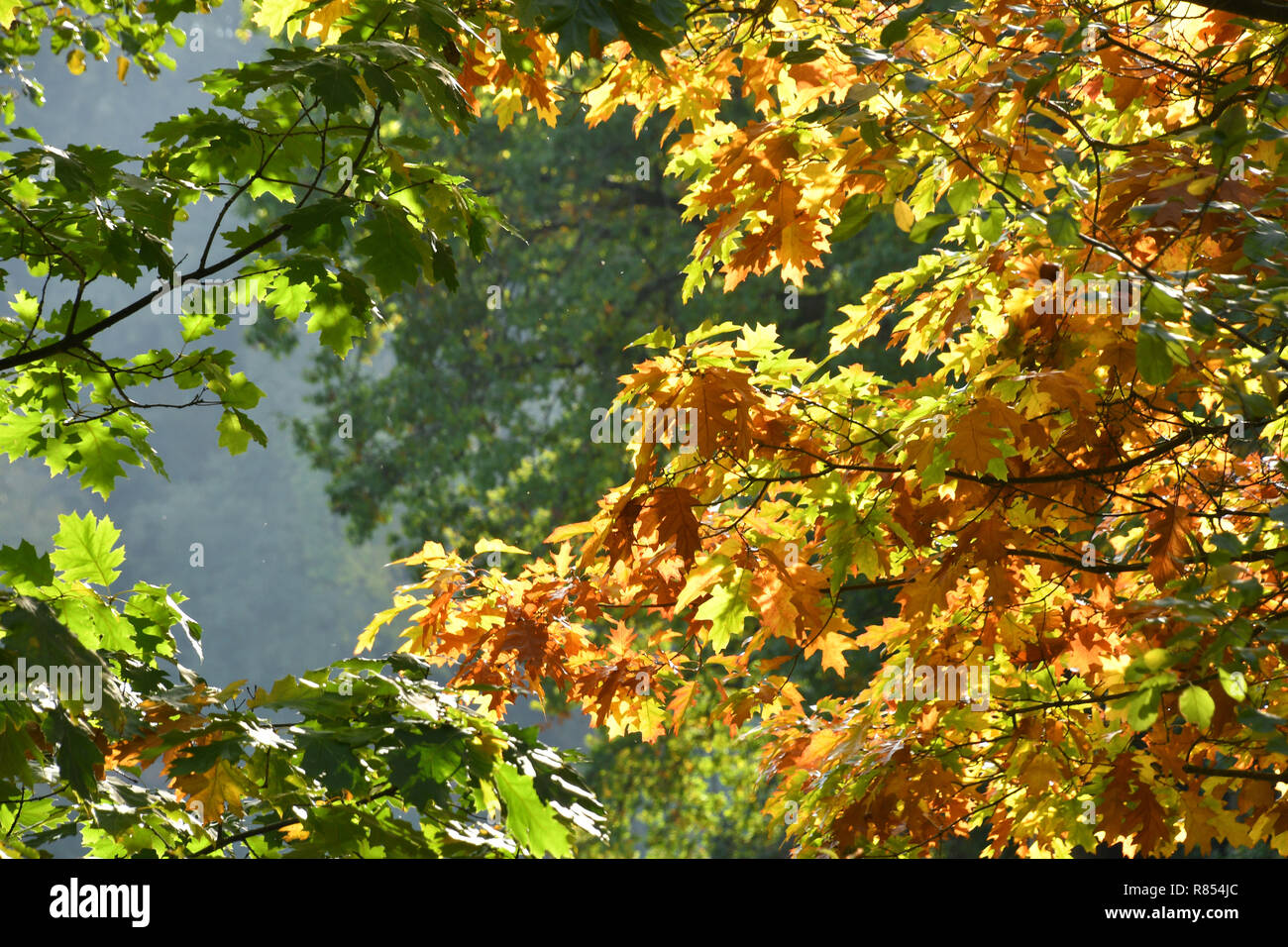 Wood leaves hi-res stock photography and images - Alamy