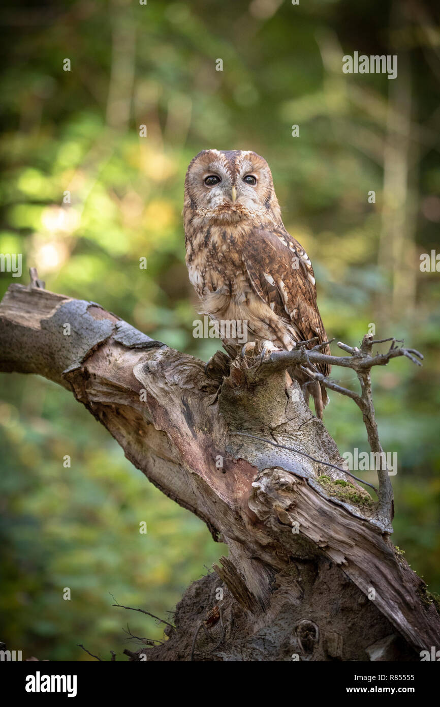 Tawny Owl sat in tree Stock Photo - Alamy