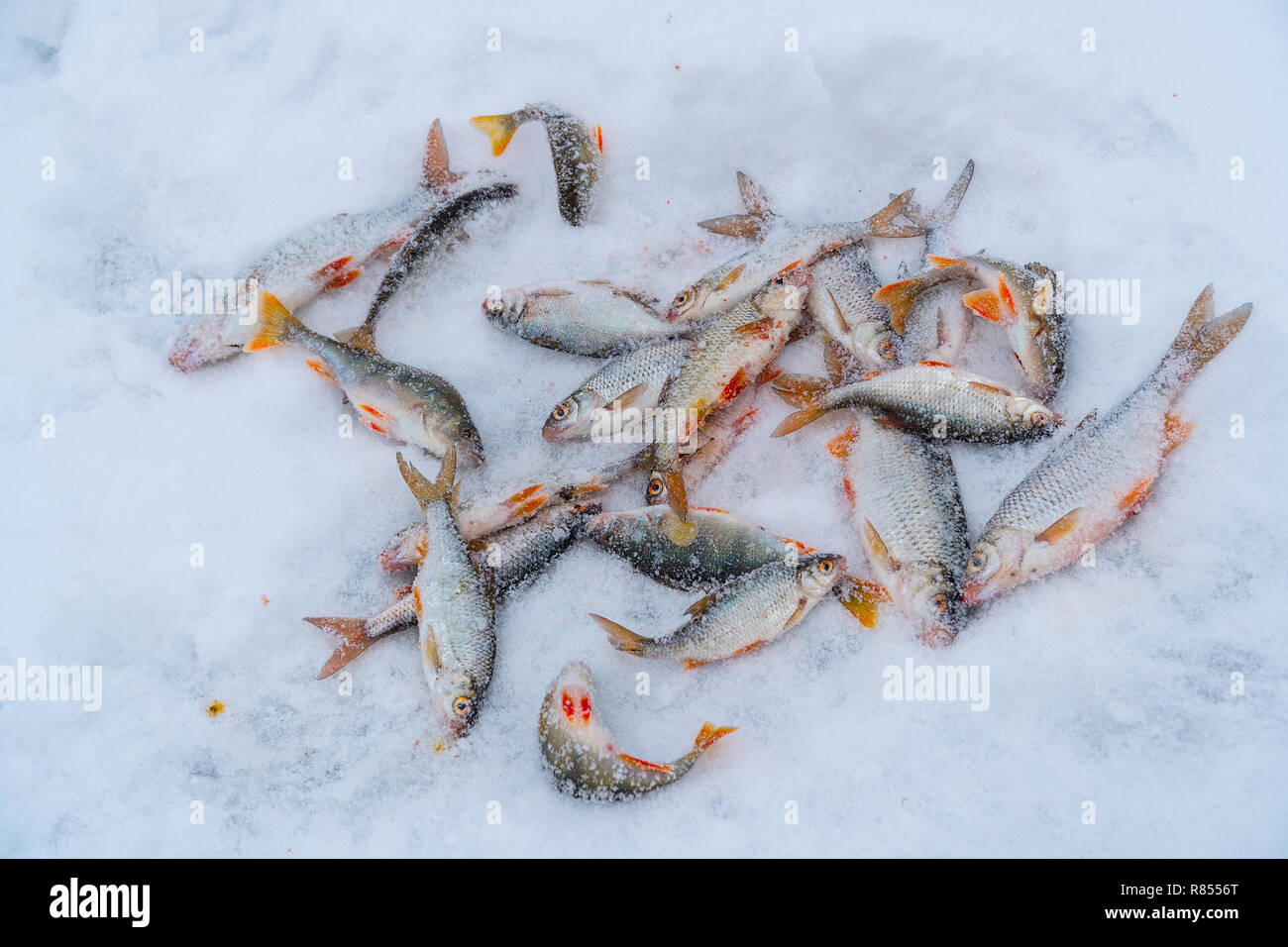 Frost Bite Stock Photos & Frost Bite Stock Images - Alamy