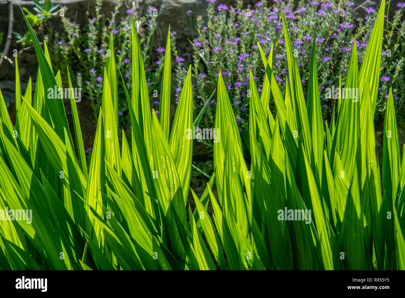 Translucent leaves hi-res stock photography and images - Alamy