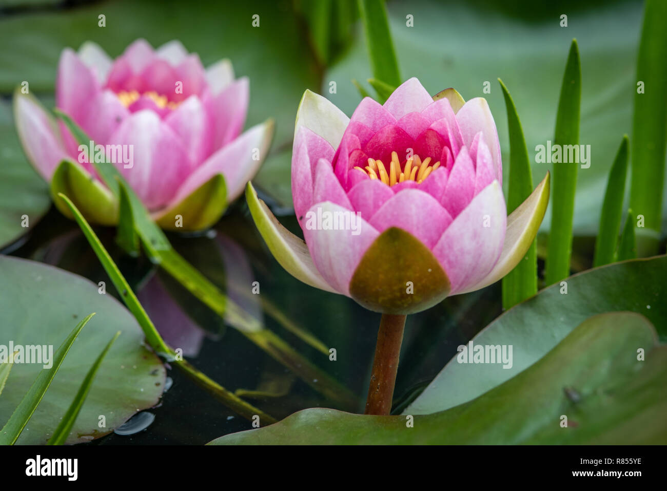 Small water lily hi-res stock photography and images - Alamy