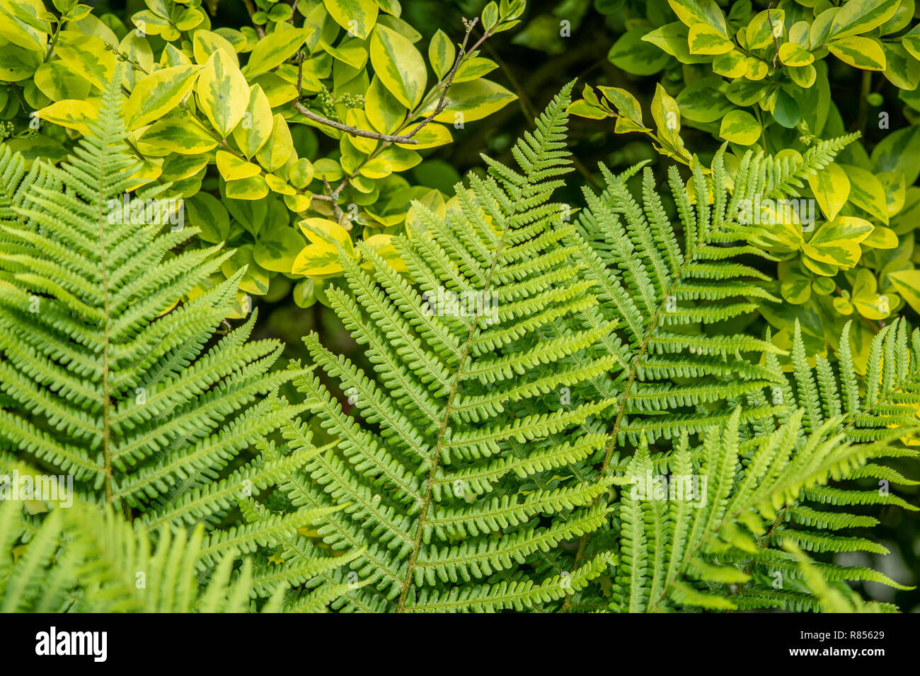 Fern leaves spread out in growth, Richmond, Yorkshire , UK Stock Photo ...