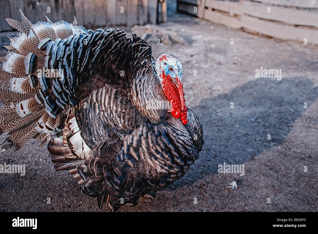 Big turkey walks on the farm. Close-up. Copy space Stock Photo - Alamy