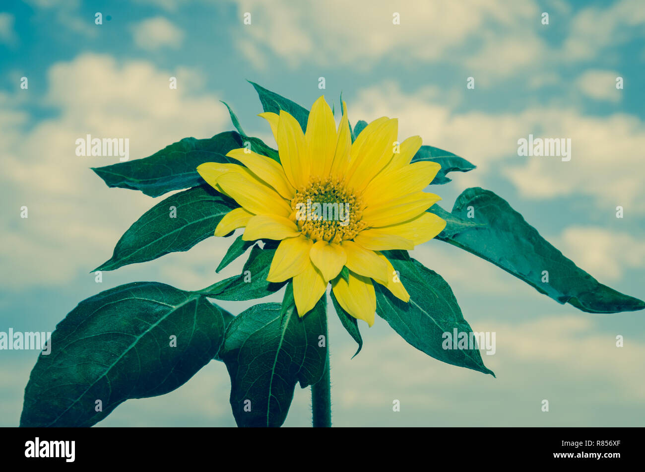 detail of yellow sunflower retro effect Stock Photo - Alamy