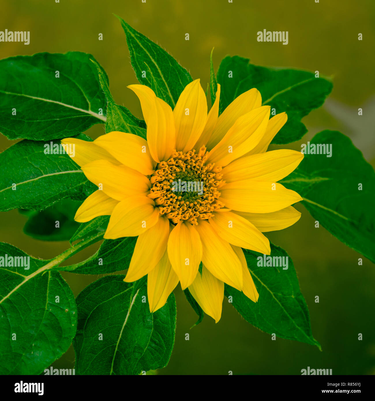 Sunflower image hi-res stock photography and images - Alamy