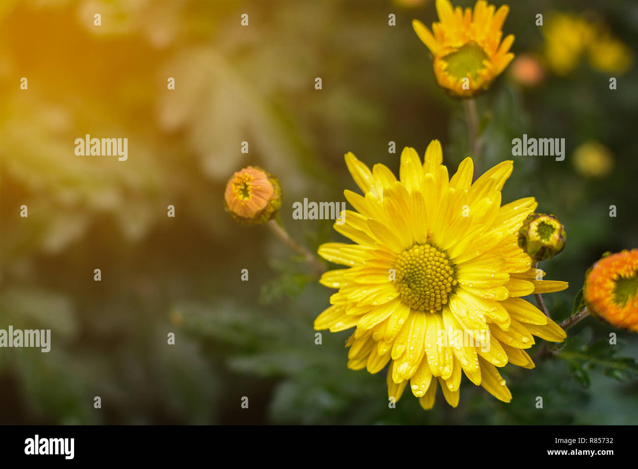 Flower of a yellow chamomile after a rain closeup with sunlight Stock ...