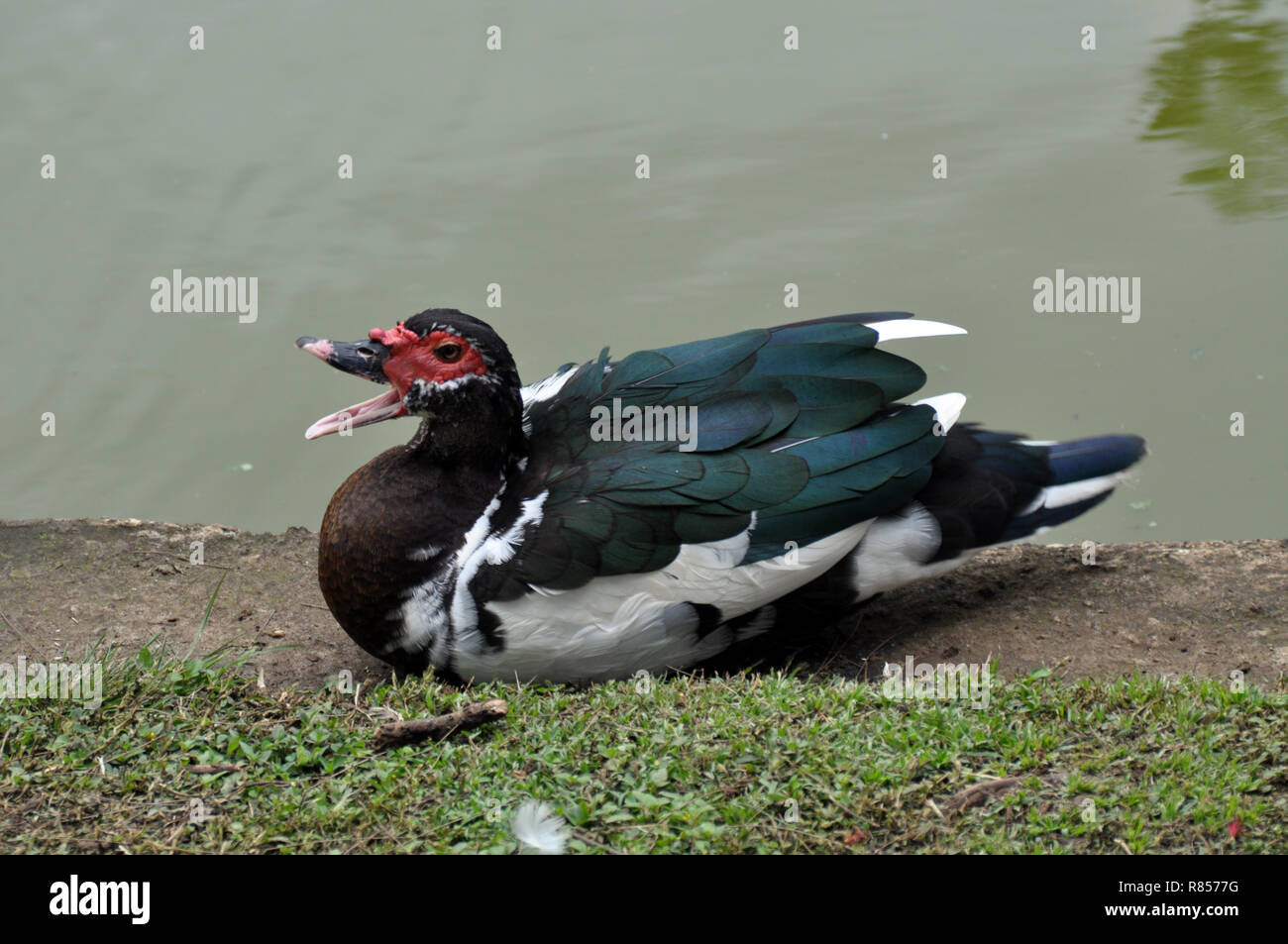 Los alcos hi-res stock photography and images - Alamy