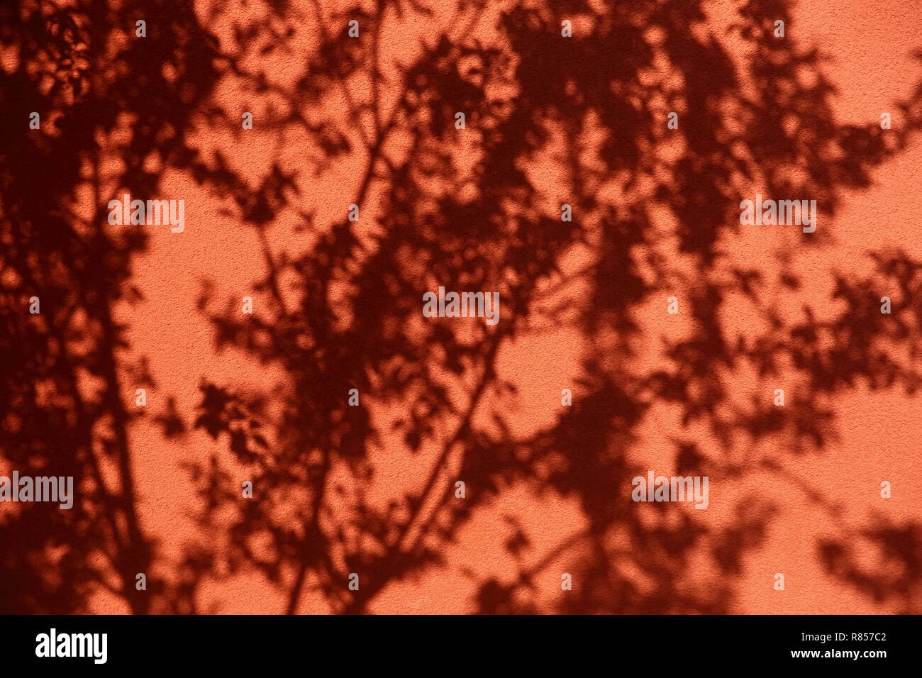 A shadow that casts a deciduous tree on a nearby building wall Stock ...