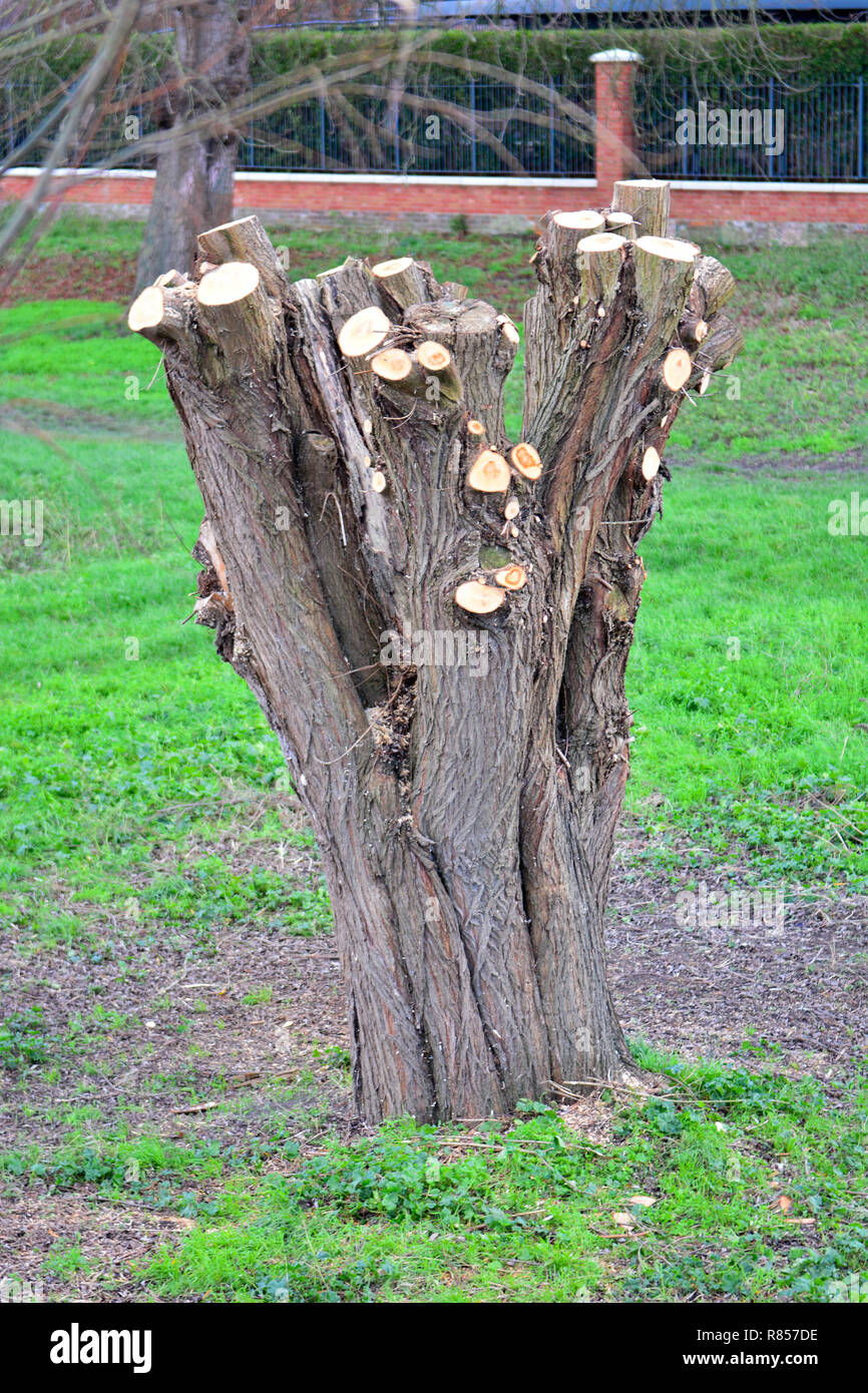 large tree trunk with all branches recently removed Stock Photo - Alamy