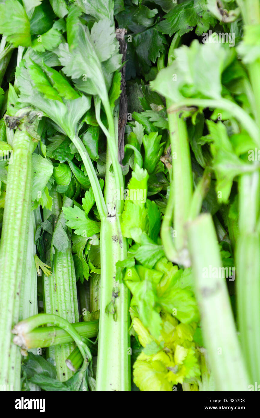 Fenland freshly cut celery on display for sale at local farmers market ...