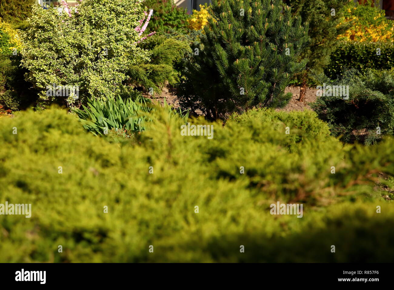 Juniper from the cypress family in every garden is a graceful ...