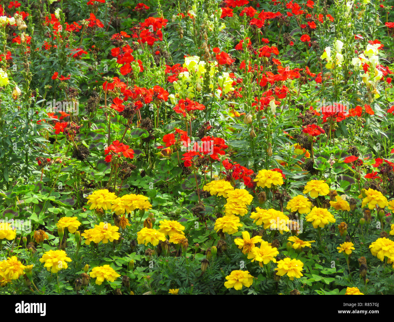 Red geraniums in garden border hi-res stock photography and images - Alamy