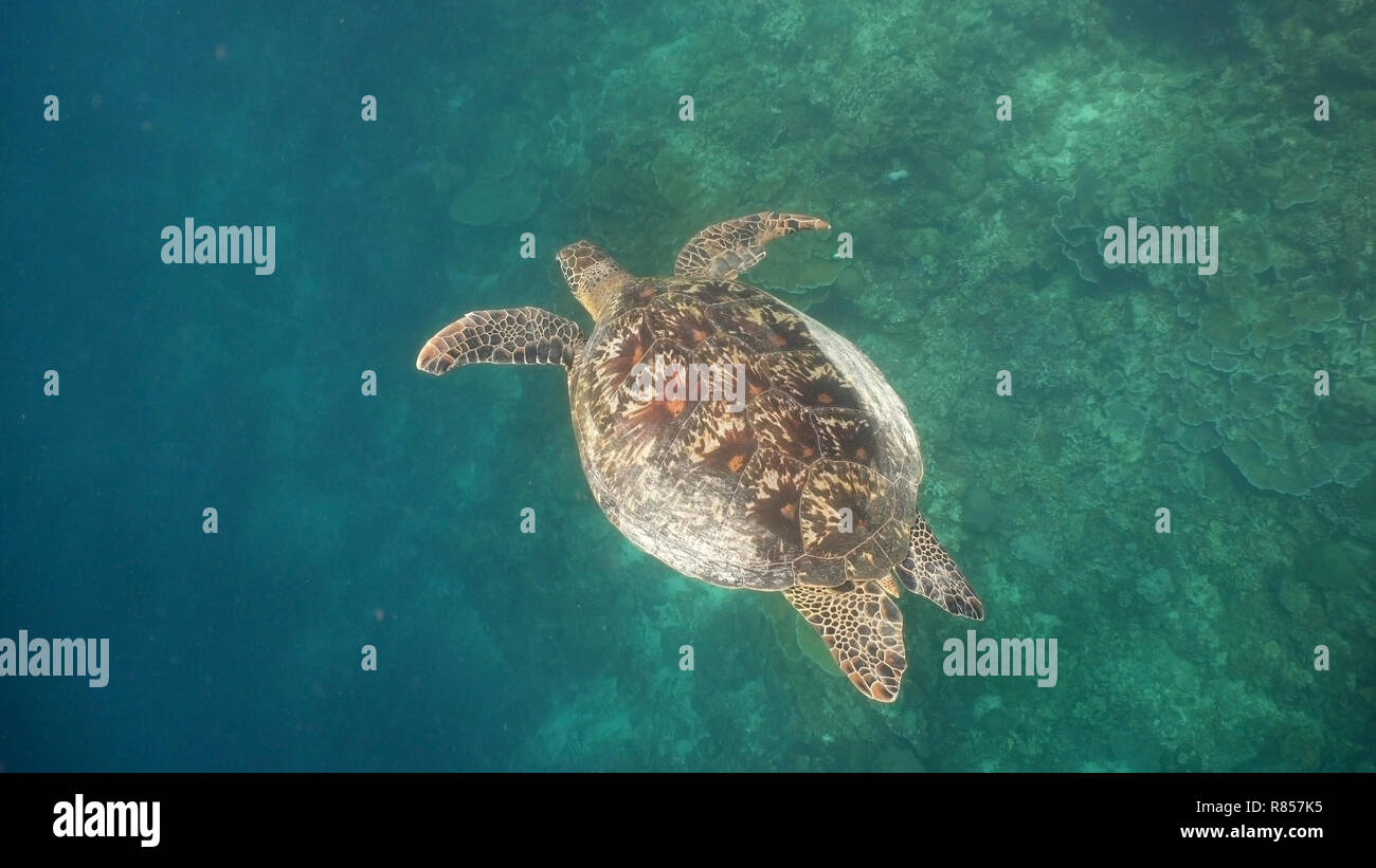 Sea turtle swimming underwater over corals. Sea turtle moves its ...