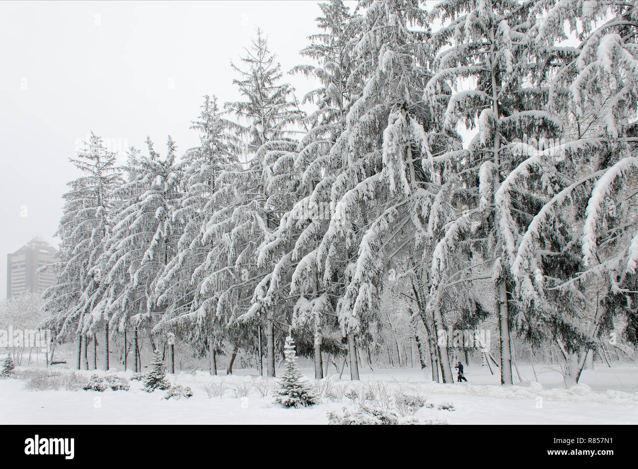 Winter trees are covered with white, pure, fluffy snow Stock Photo - Alamy