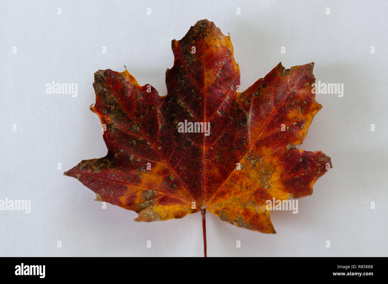 Autumn still life of maple leaf. Warm colors of Autumn. Red and Yellow ...