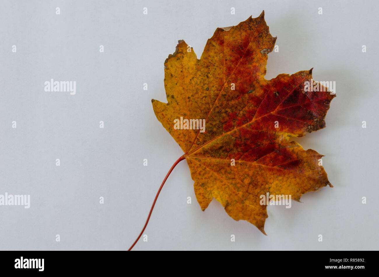 Autumn still life of maple leaf. Warm colors of Autumn. Red and Yellow ...