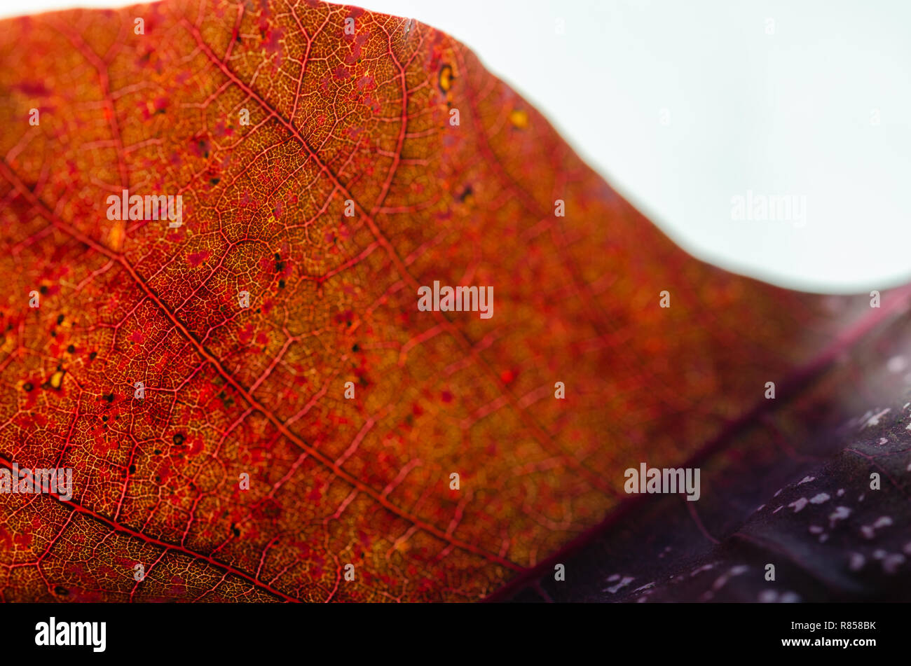 Textured autumn leaf, close-up,isolated on white background Stock Photo ...