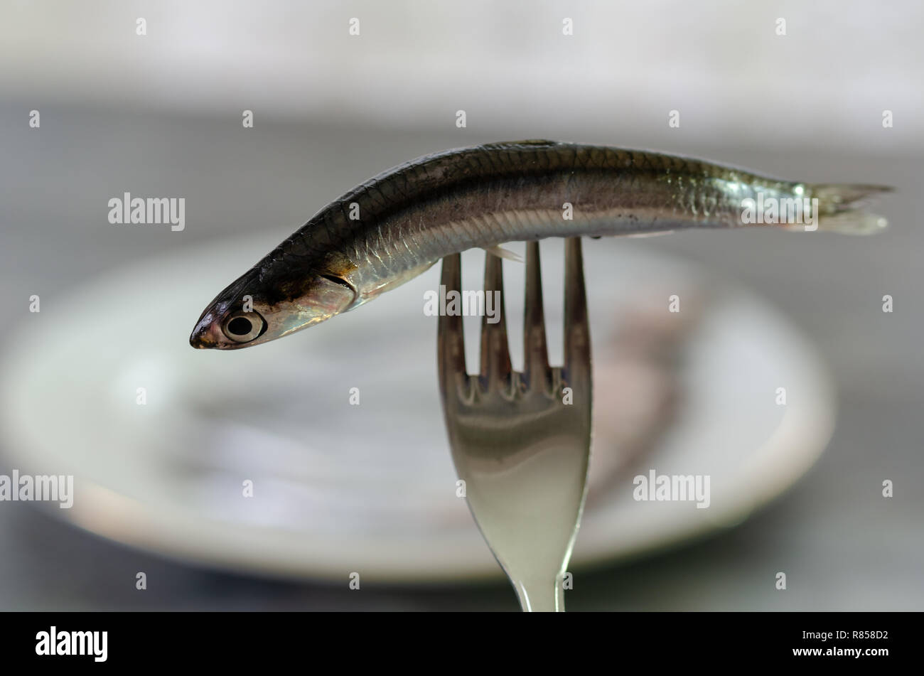 Raw and fresh anchovy fish on the tip of the fork Stock Photo - Alamy