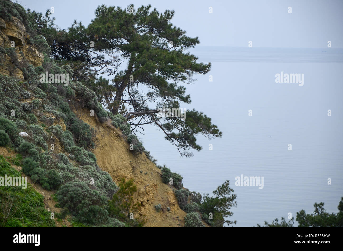Alone pine tree growing on the slope of the mountain in the cliff Stock ...