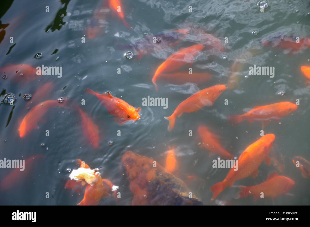 Colorful fishes swiming in the pond. colorful fish background Stock ...