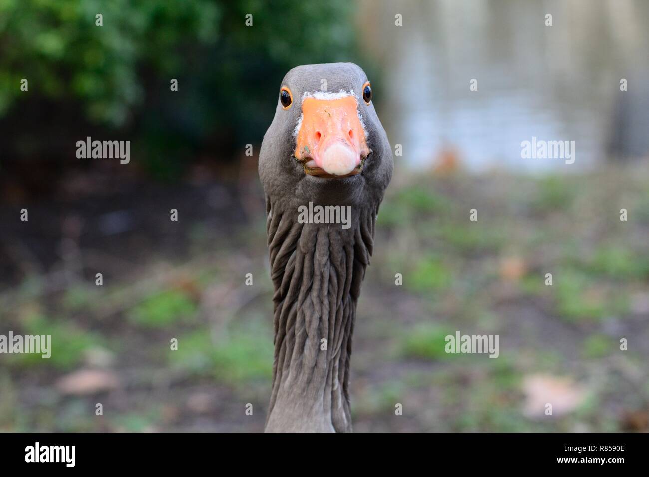 Head shot of a greylag goose looking at the camera Stock Photo - Alamy
