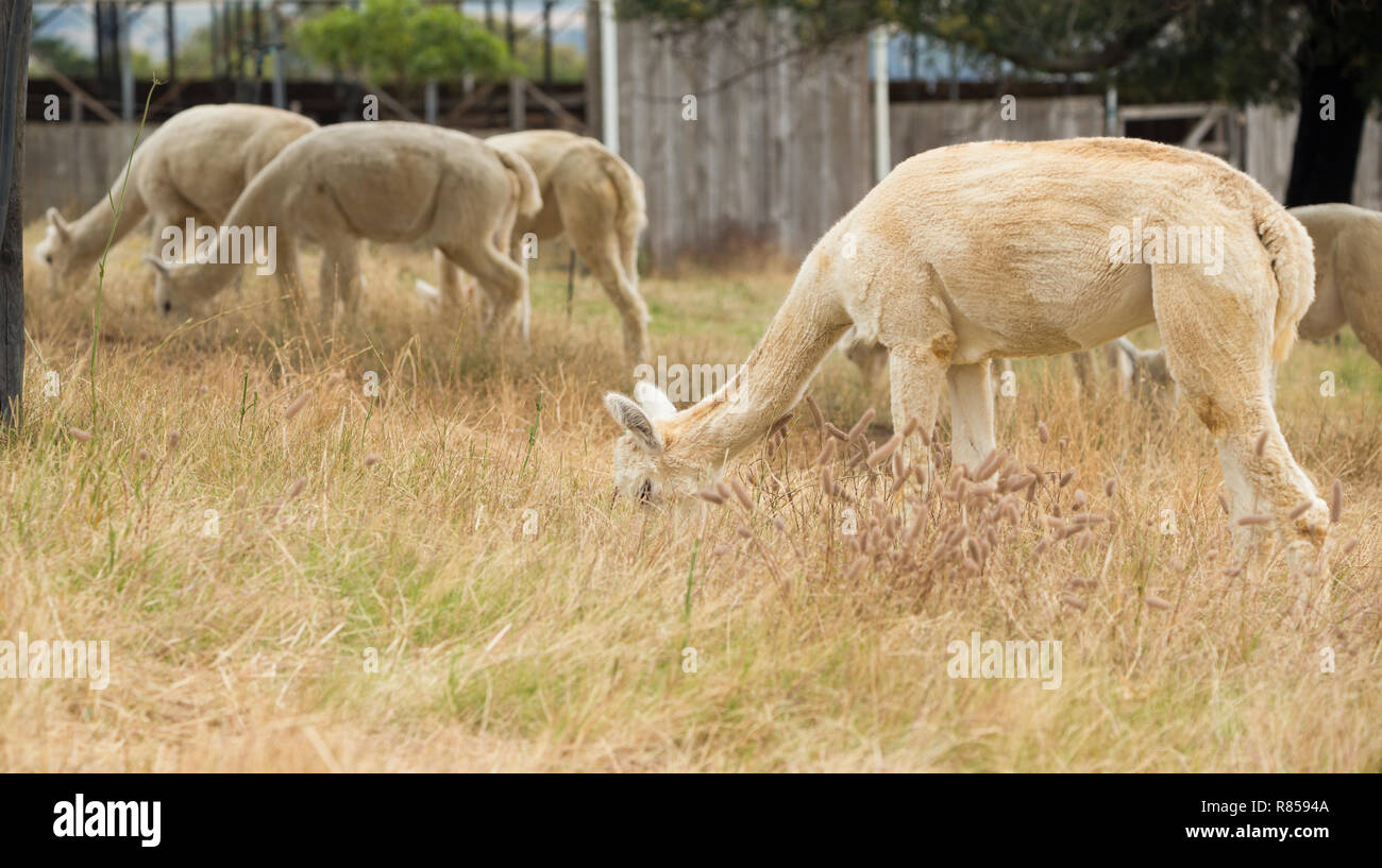 Group of alpacas in field hi-res stock photography and images - Alamy