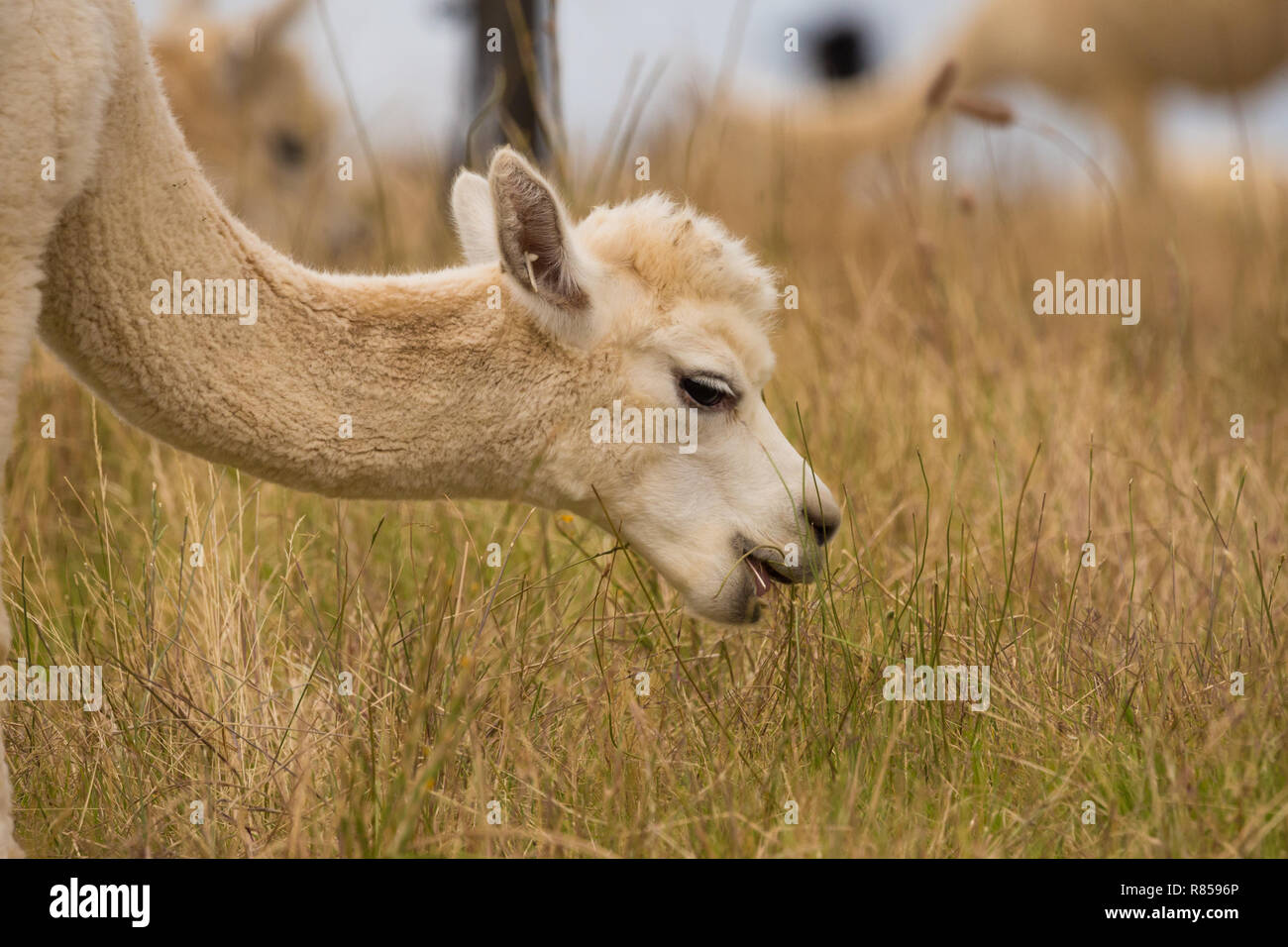 Zoomed in face hi-res stock photography and images - Alamy