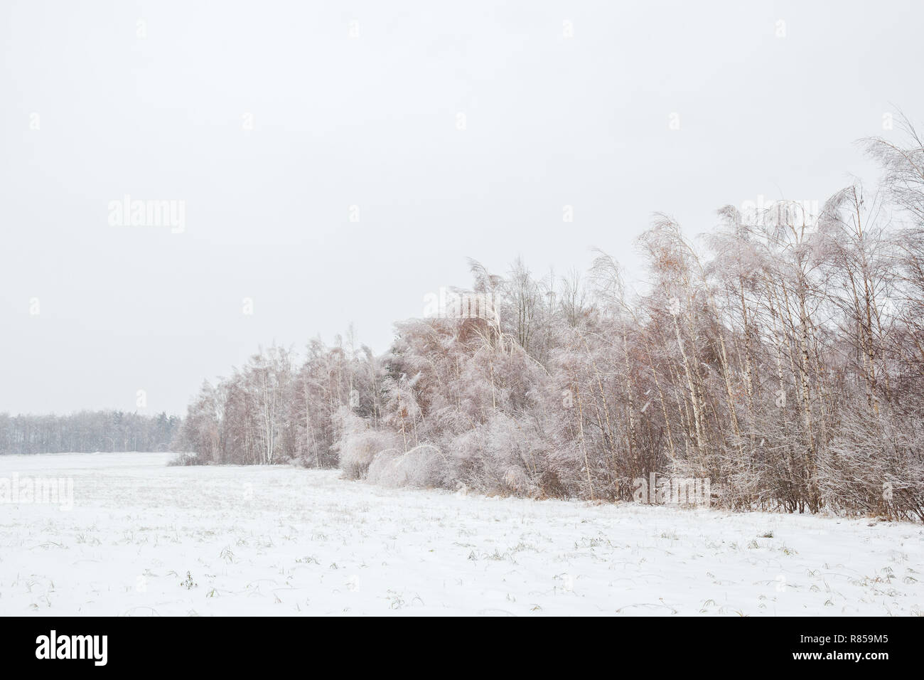 Outskirts of the forest hi-res stock photography and images - Alamy
