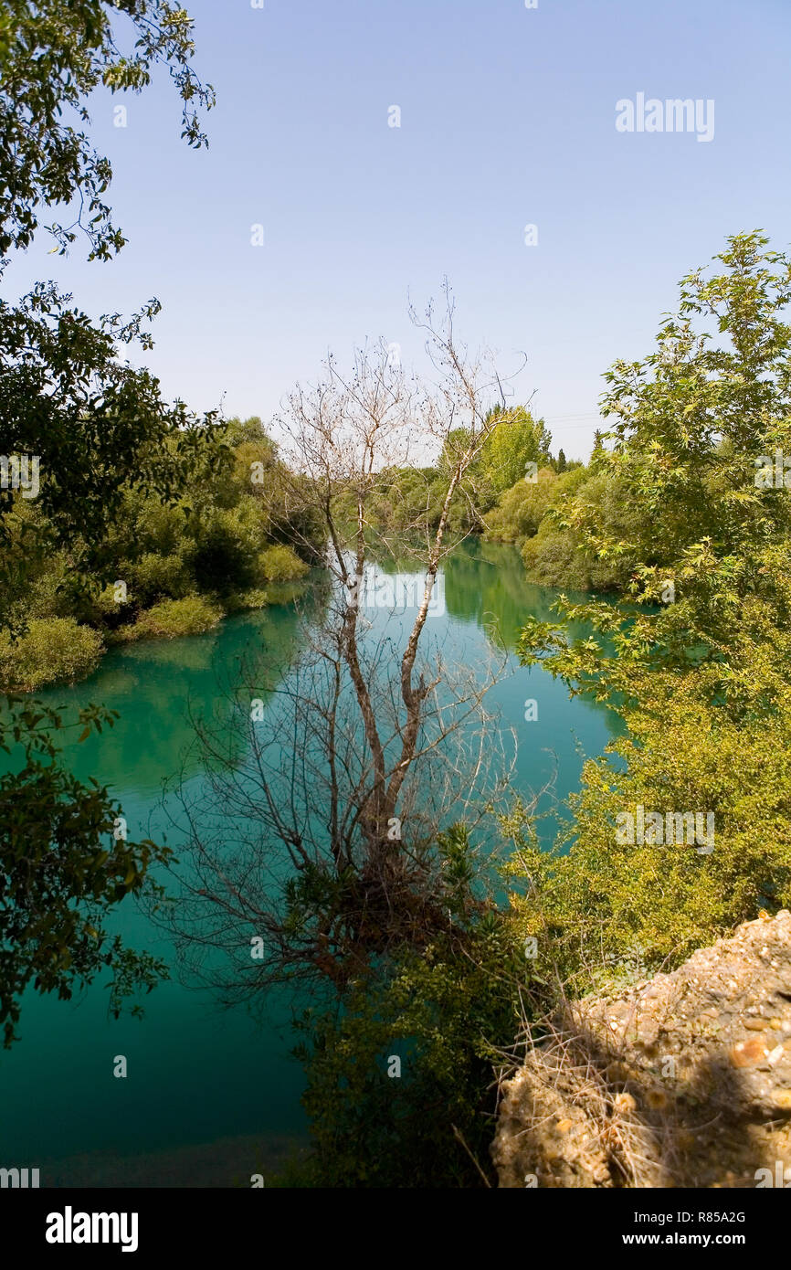 Dry tree on the background of water beautiful color. Nature Stock Photo ...