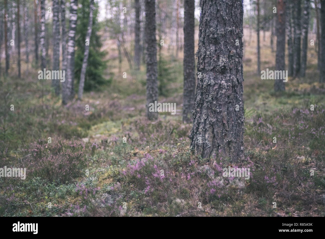 dry pine tree forest in autumn. gentle texture from tree trunks and ...
