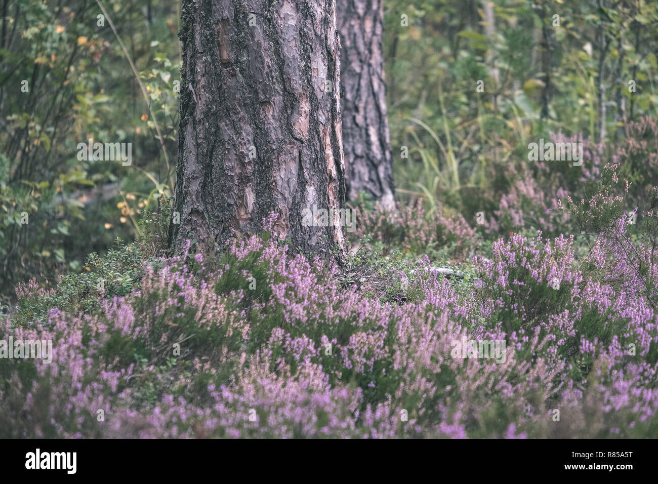 dry pine tree forest in autumn. gentle texture from tree trunks and ...