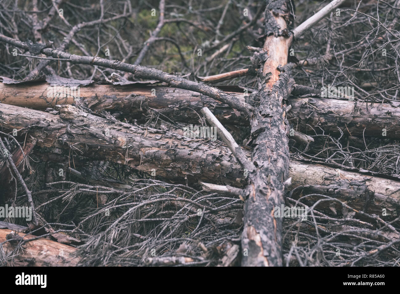 dry pine tree forest in autumn. gentle texture from tree trunks and ...