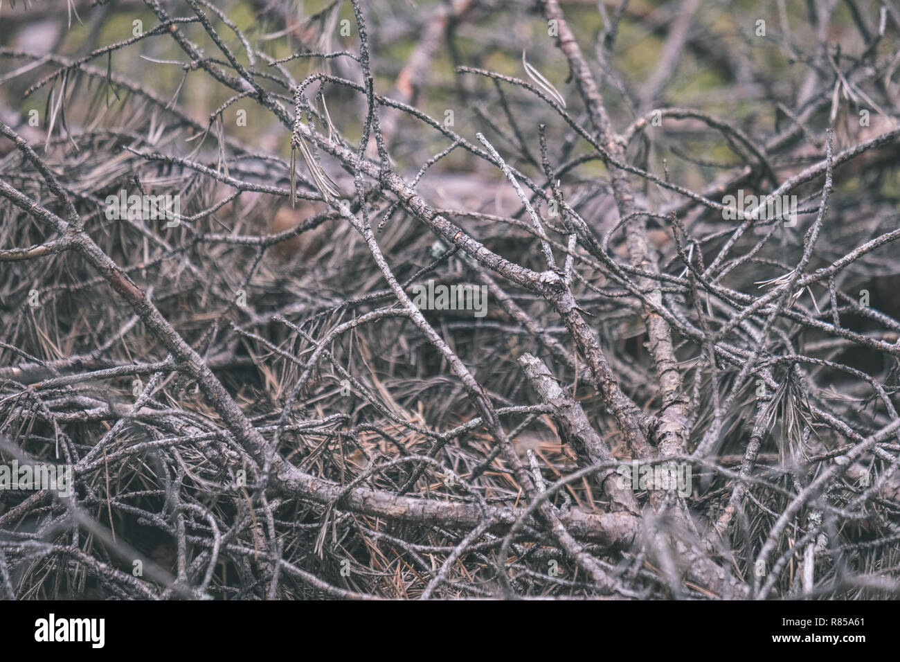 dry pine tree forest in autumn. gentle texture from tree trunks and ...