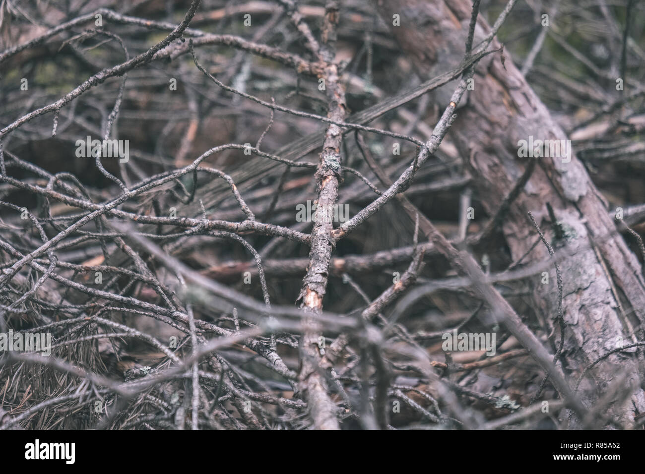 dry pine tree forest in autumn. gentle texture from tree trunks and ...