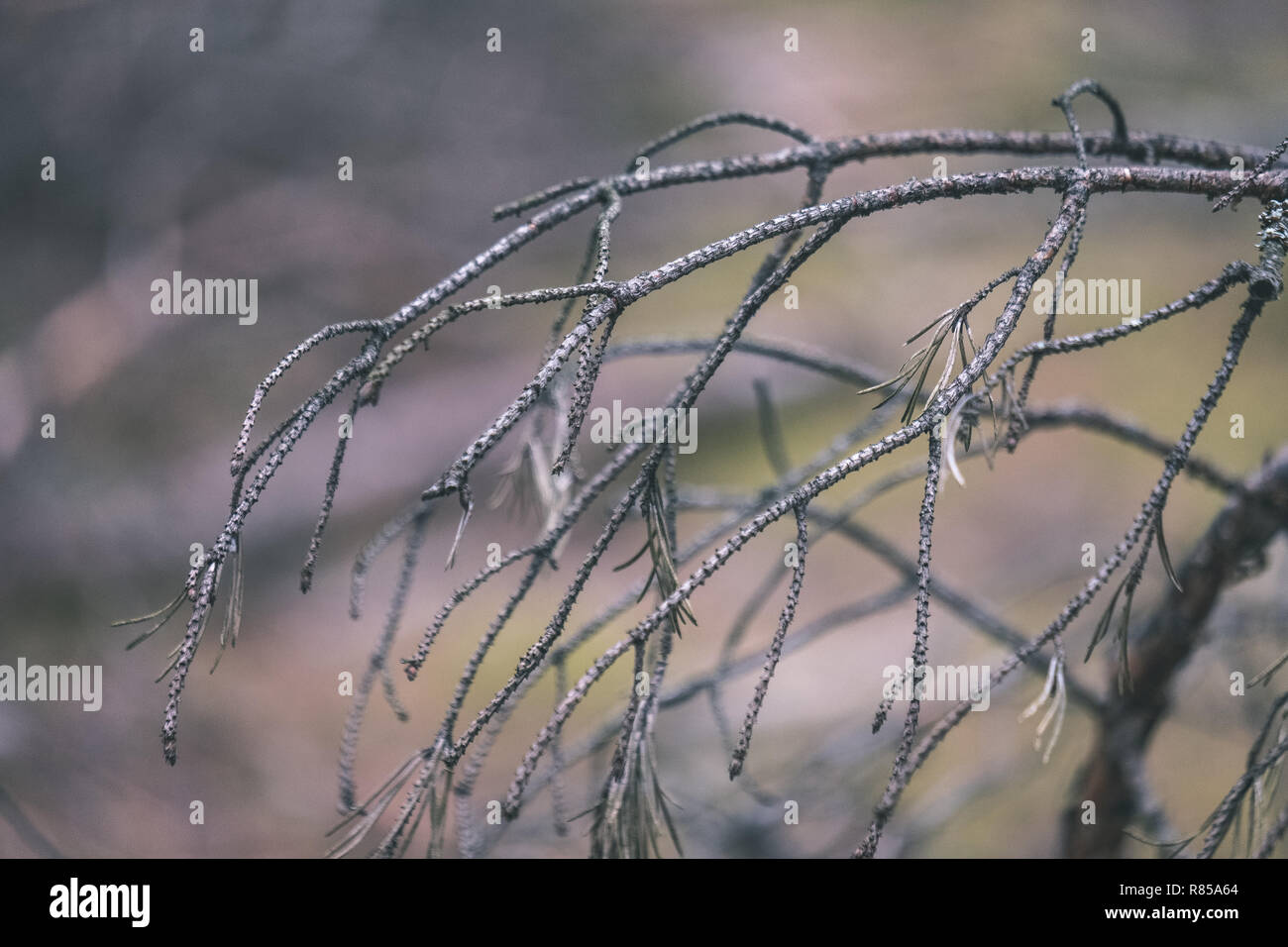 dry pine tree forest in autumn. gentle texture from tree trunks and ...
