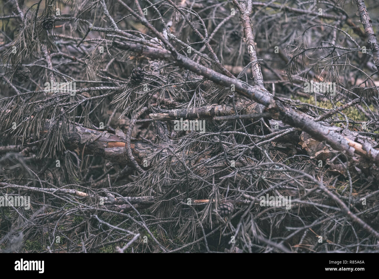 dry pine tree forest in autumn. gentle texture from tree trunks and ...
