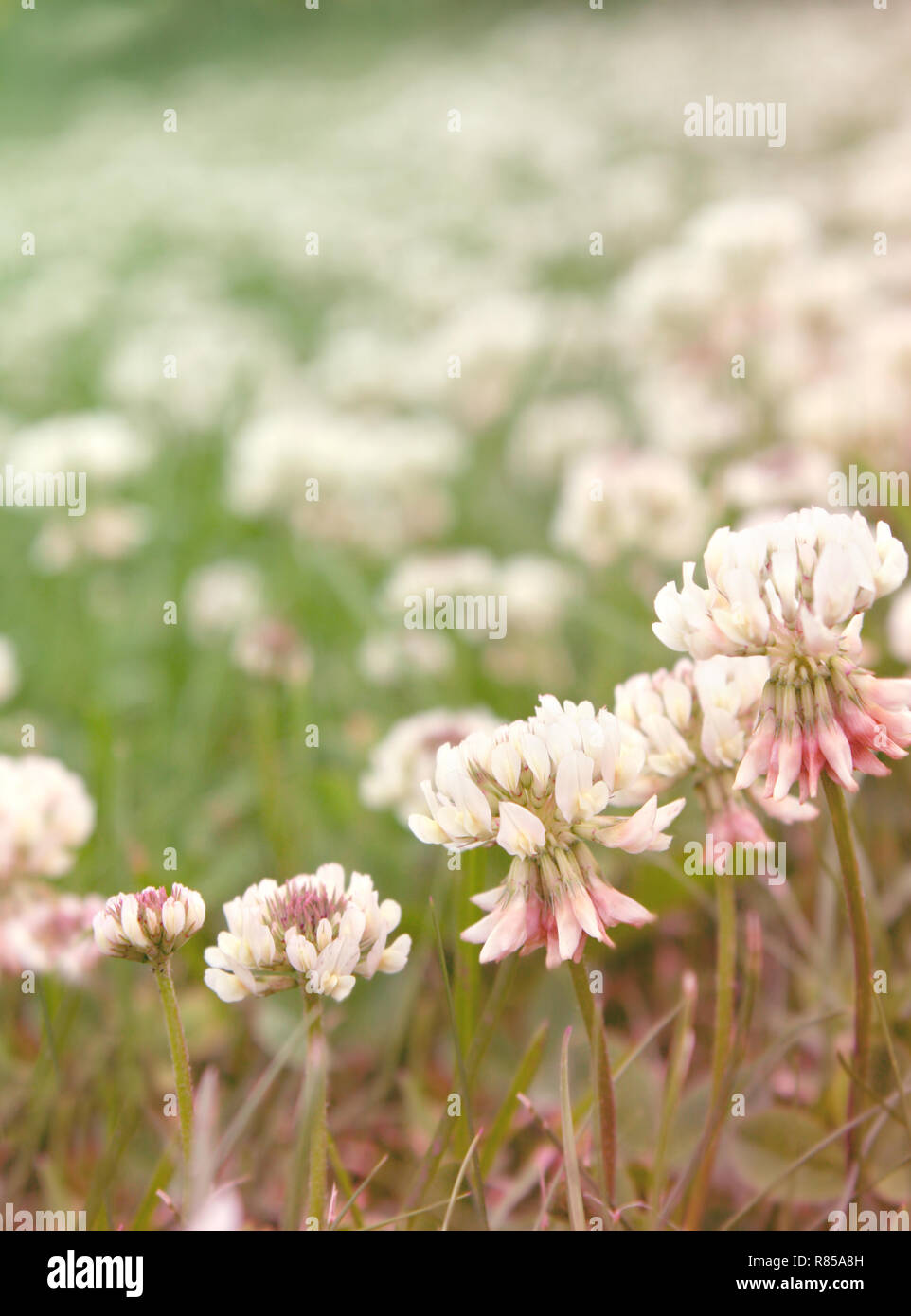 Flowers of clover of white color Stock Photo - Alamy