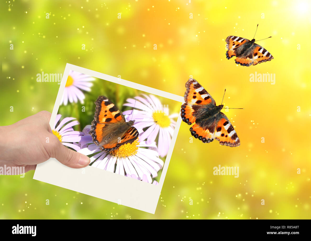 Hand with photo and butterfly Stock Photo - Alamy