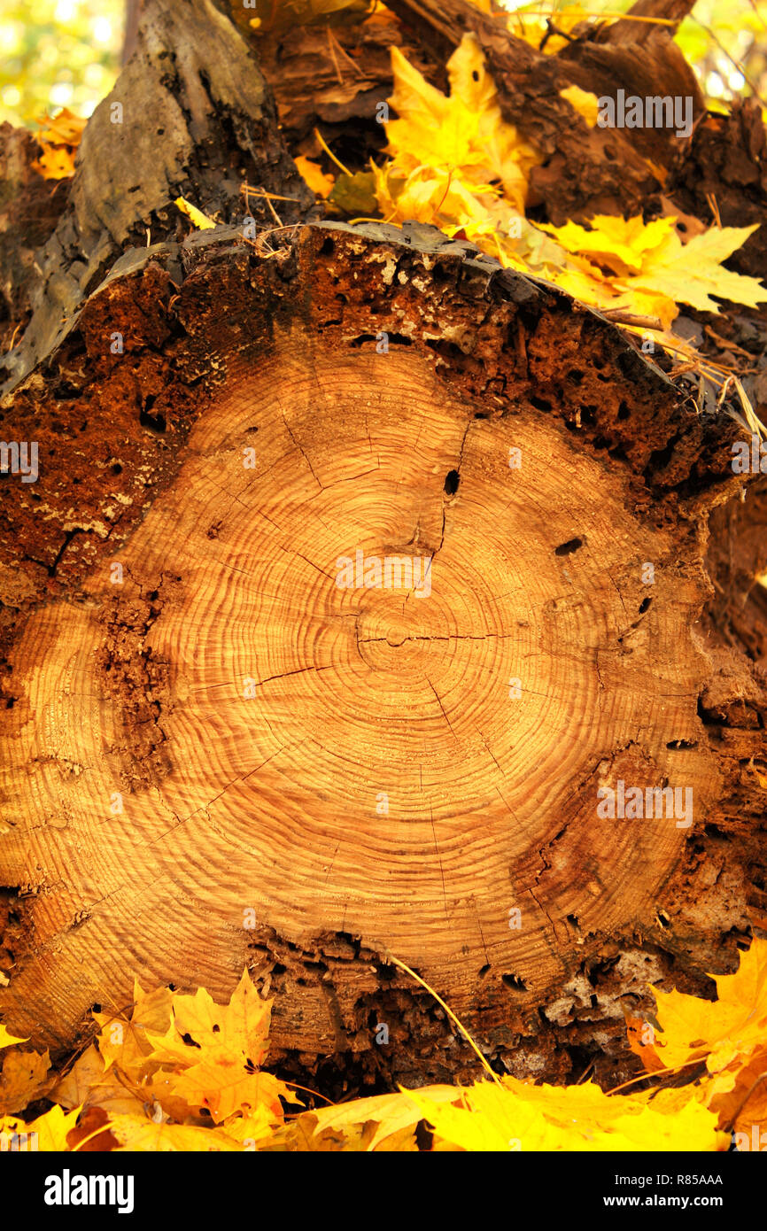 Rotten maple leaves leaf hi-res stock photography and images - Alamy