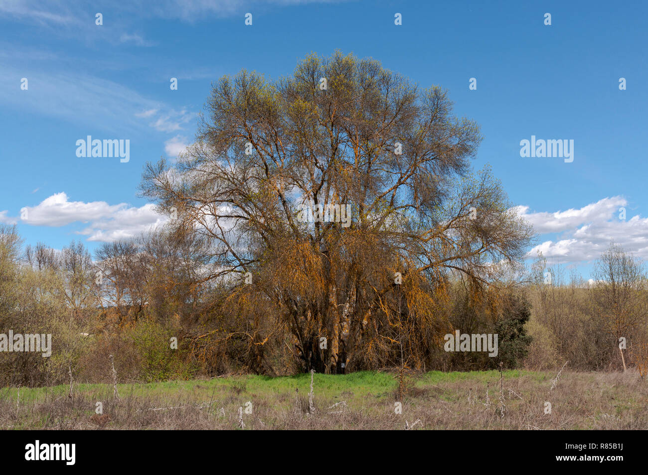 Narrow-leafed ash tree, Fraxinus angustifolia, next to the river ...