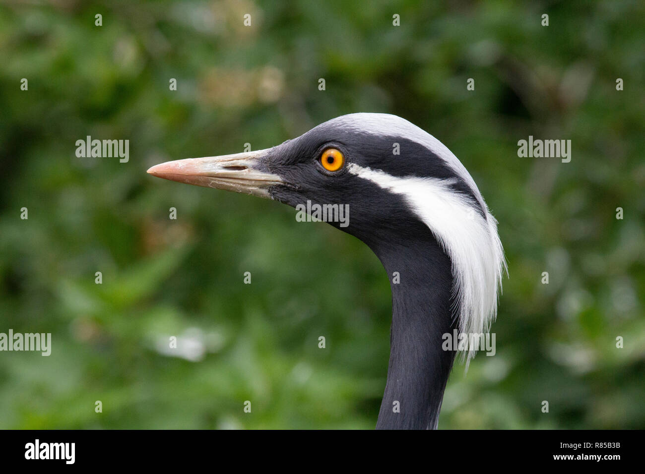 Black neck crane hi-res stock photography and images - Alamy