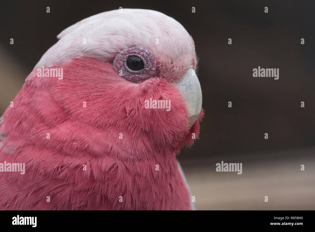 Grey and pink galah hi-res stock photography and images - Alamy