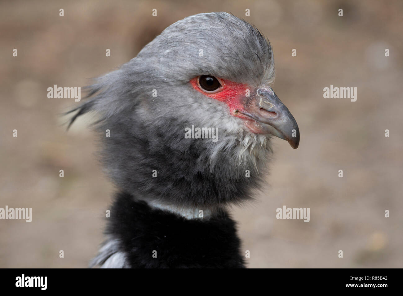 The southern Screamer, bird of South America, strange bird with black ...